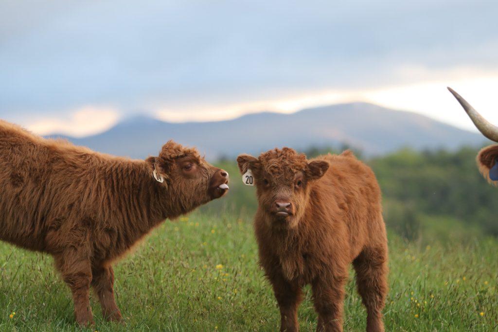 What You Need to Know Before Purchasing Mini Highlander Cattle - Home ...